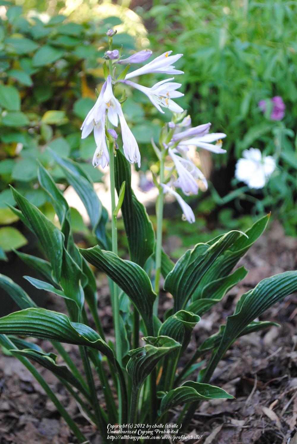 Hosta 'Praying Hands' in the Hostas Database - Garden.org