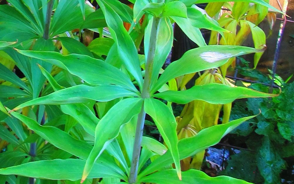 Photo of the stem, scape, stalk or bark of Leopard Lily (Lilium ...