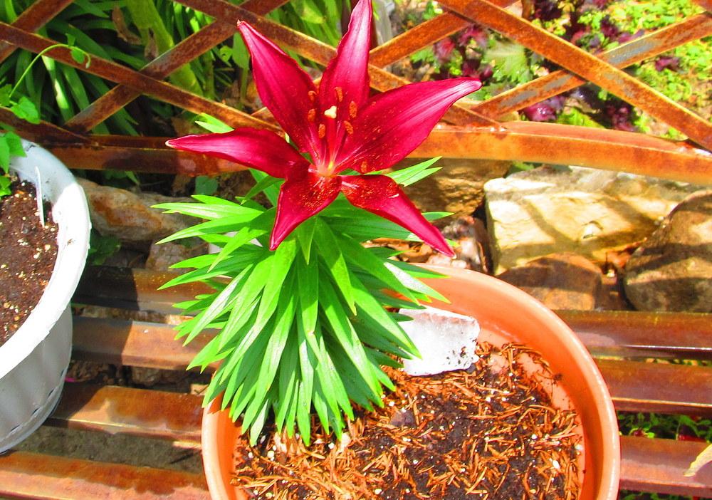 Photo of the entire plant of Lily (Lilium Lily Looks™ Tiny Ghost ...