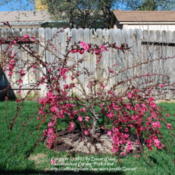 Weeping Peach (Prunus 'Crimson Cascade') - Garden.org