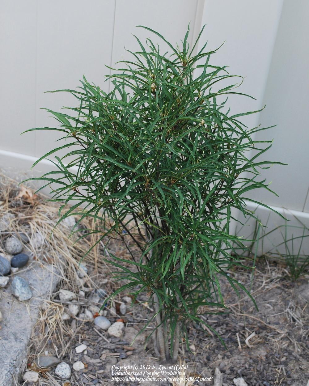 Photo of the entire plant of Alder Buckthorn (Frangula alnus subsp ...