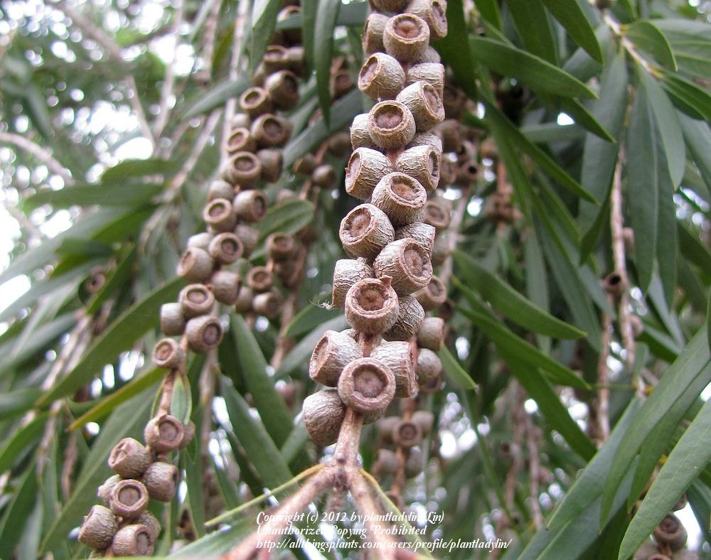 Photo of the fruit of Weeping Bottlebrush (Callistemon viminalis ...