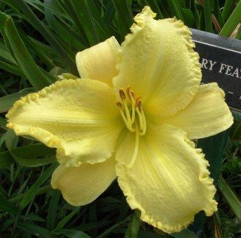 Daylily (Hemerocallis 'Canary Feathers') in the Daylilies Database - Garden.org