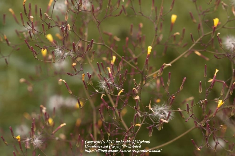 Photo of the bloom of Wall Lettuce (Lactuca muralis) posted by bonitin ...