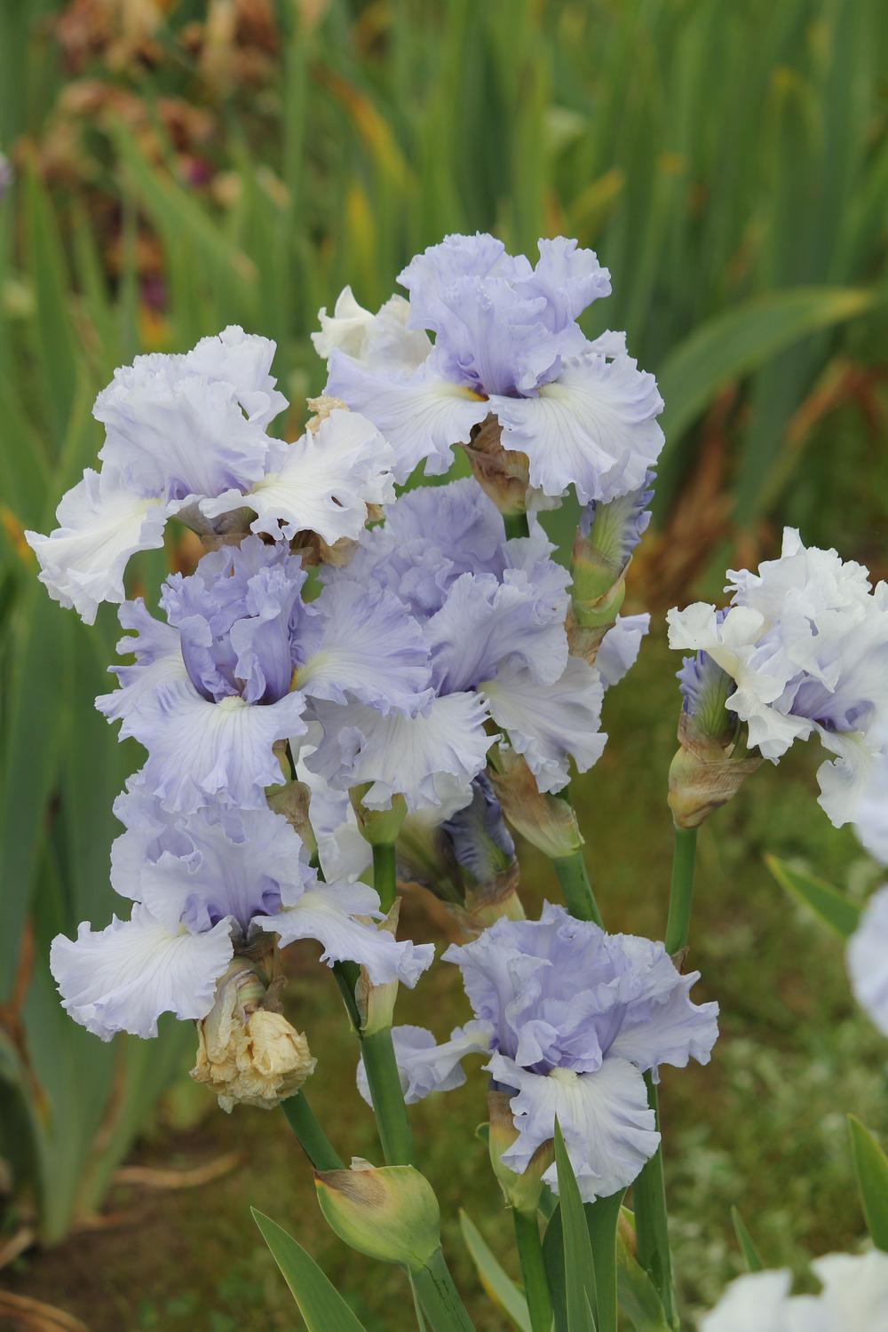Photo of the bloom of Tall Bearded Iris (Iris 'Ice Confection') posted ...