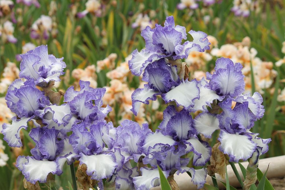Photo of the bloom of Tall Bearded Iris (Iris 'Common Thread') posted ...