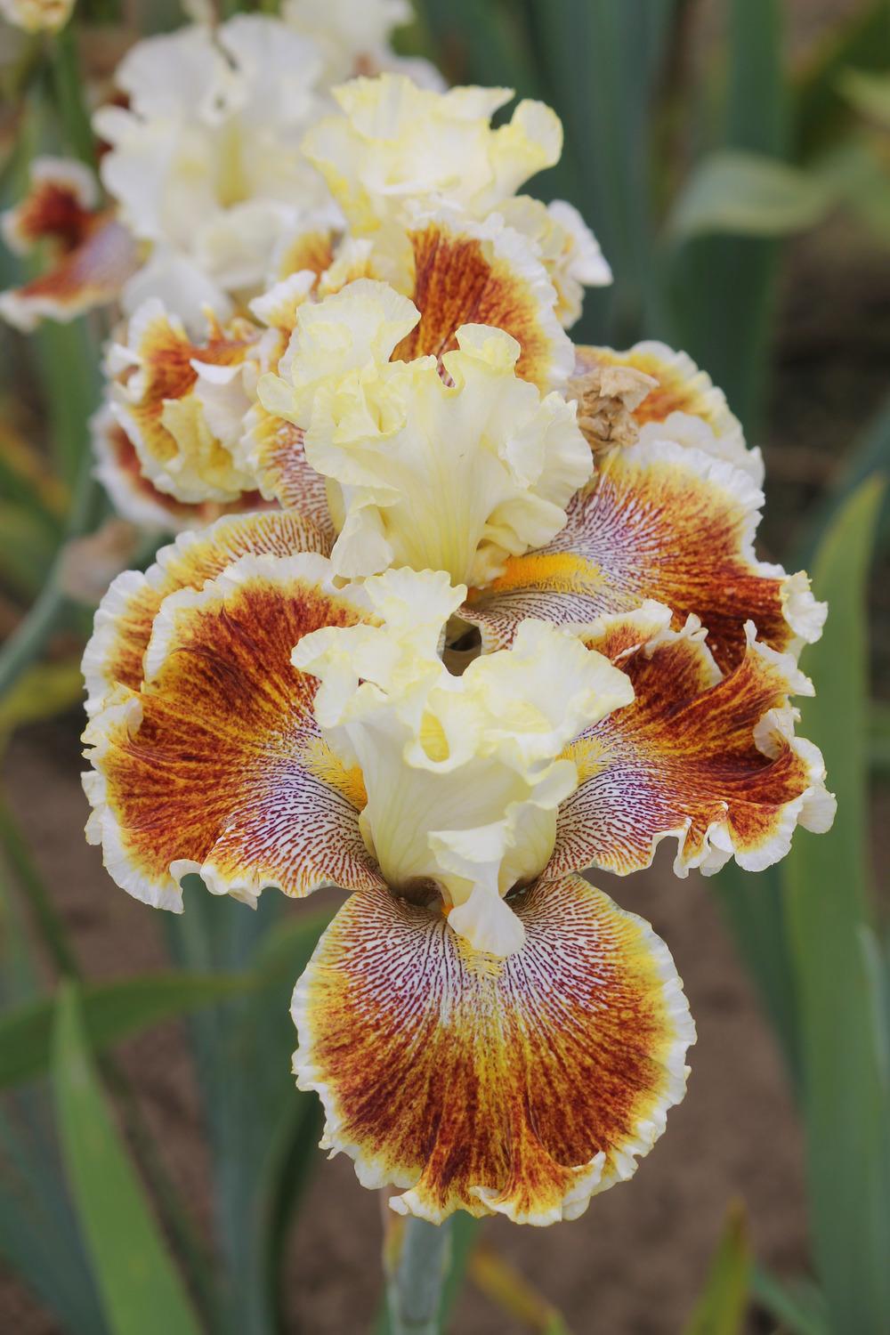 Photo of the bloom of Tall Bearded Iris (Iris 'Wonders Never Cease ...