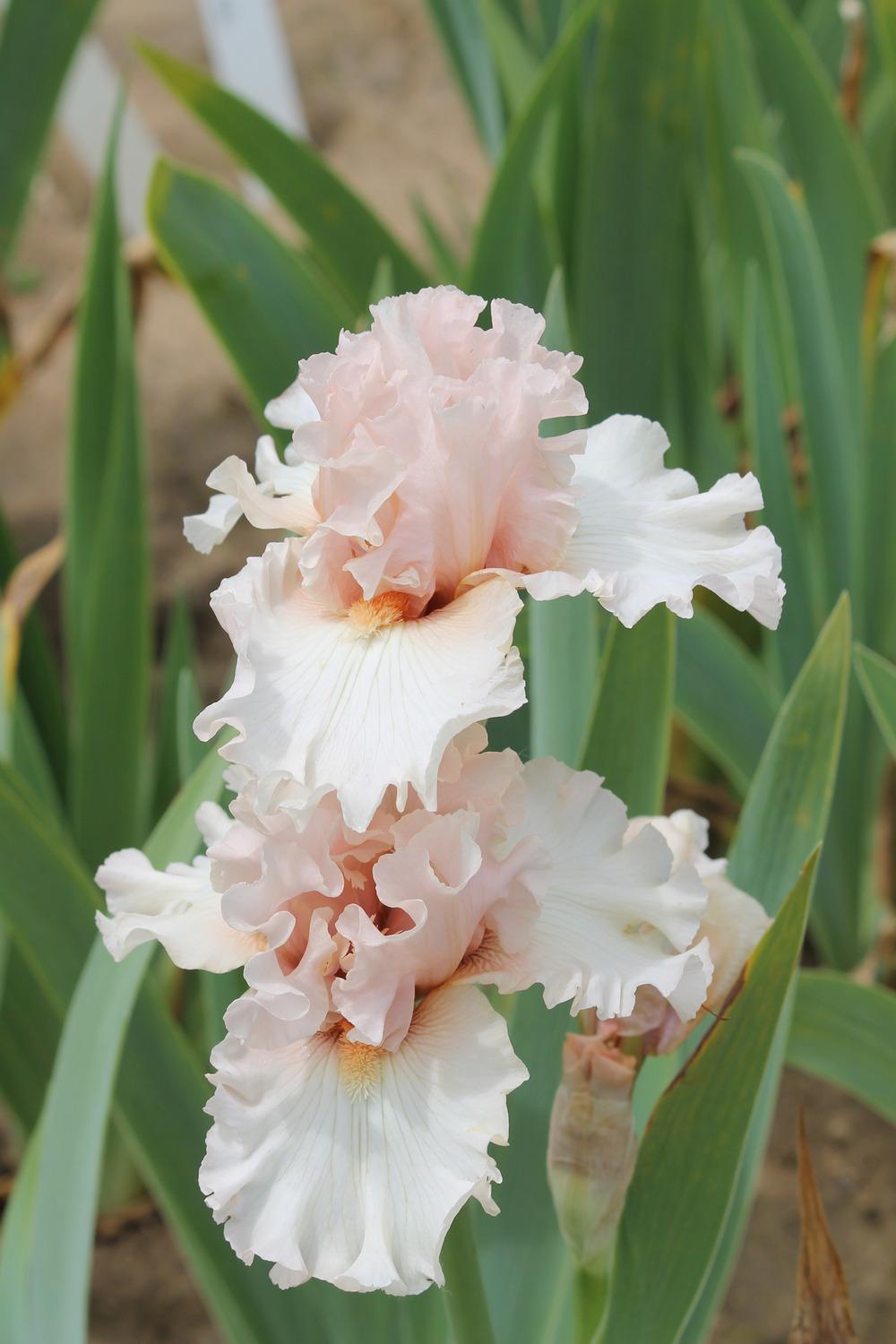 Photo of the bloom of Tall Bearded Iris (Iris 'Note to God') posted by ...