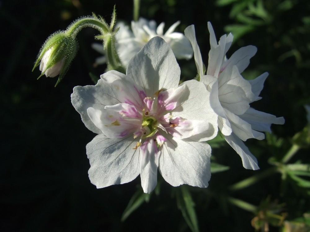 Photo of the bloom of Hardy Geranium (Geranium pratense 'Double Jewel ...