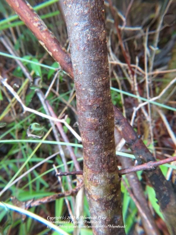 Photo of the stem, scape, stalk or bark of Arrowwood Viburnum (Viburnum ...