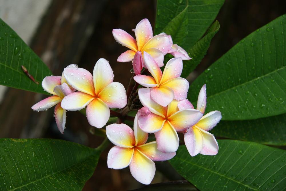 Photo of the bloom of Plumeria (Plumeria rubra 'Chompoo Paan') posted ...