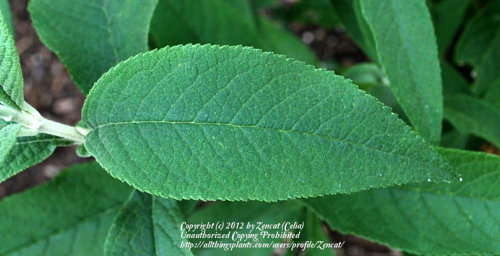 Photo of the leaves of Butterfly Bush (Buddleja davidii 'Bicolor ...
