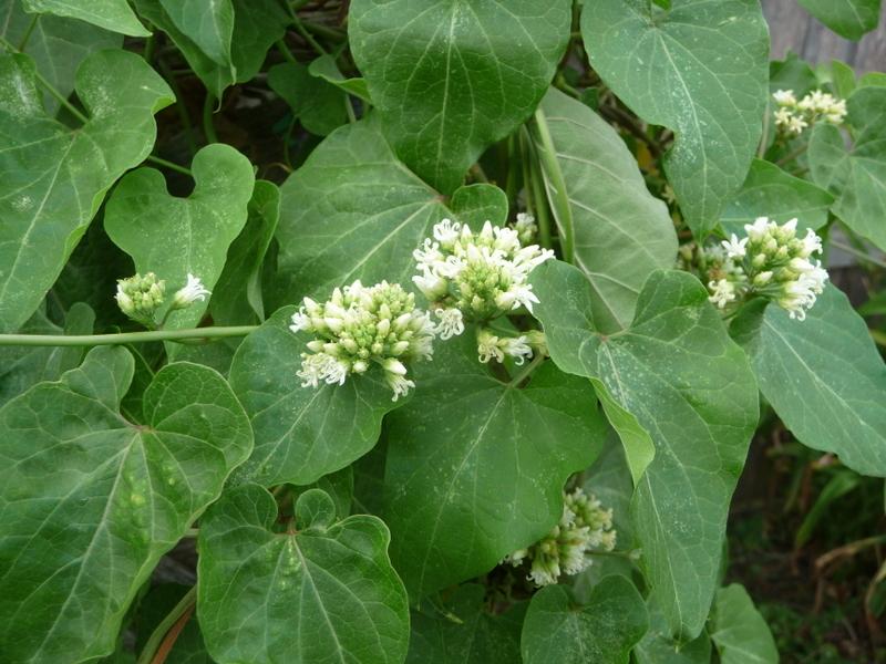 Photo of the bloom of Honeyvine Milkweed (Cynanchum laeve) posted by ...