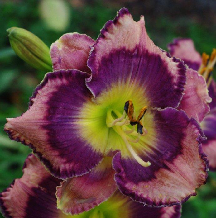 Photo of the bloom of Daylily (Hemerocallis 'So Many Ripples') posted ...