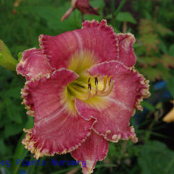 Daylily (Hemerocallis 'Northern Fancy') in the Daylilies Database - Garden.org