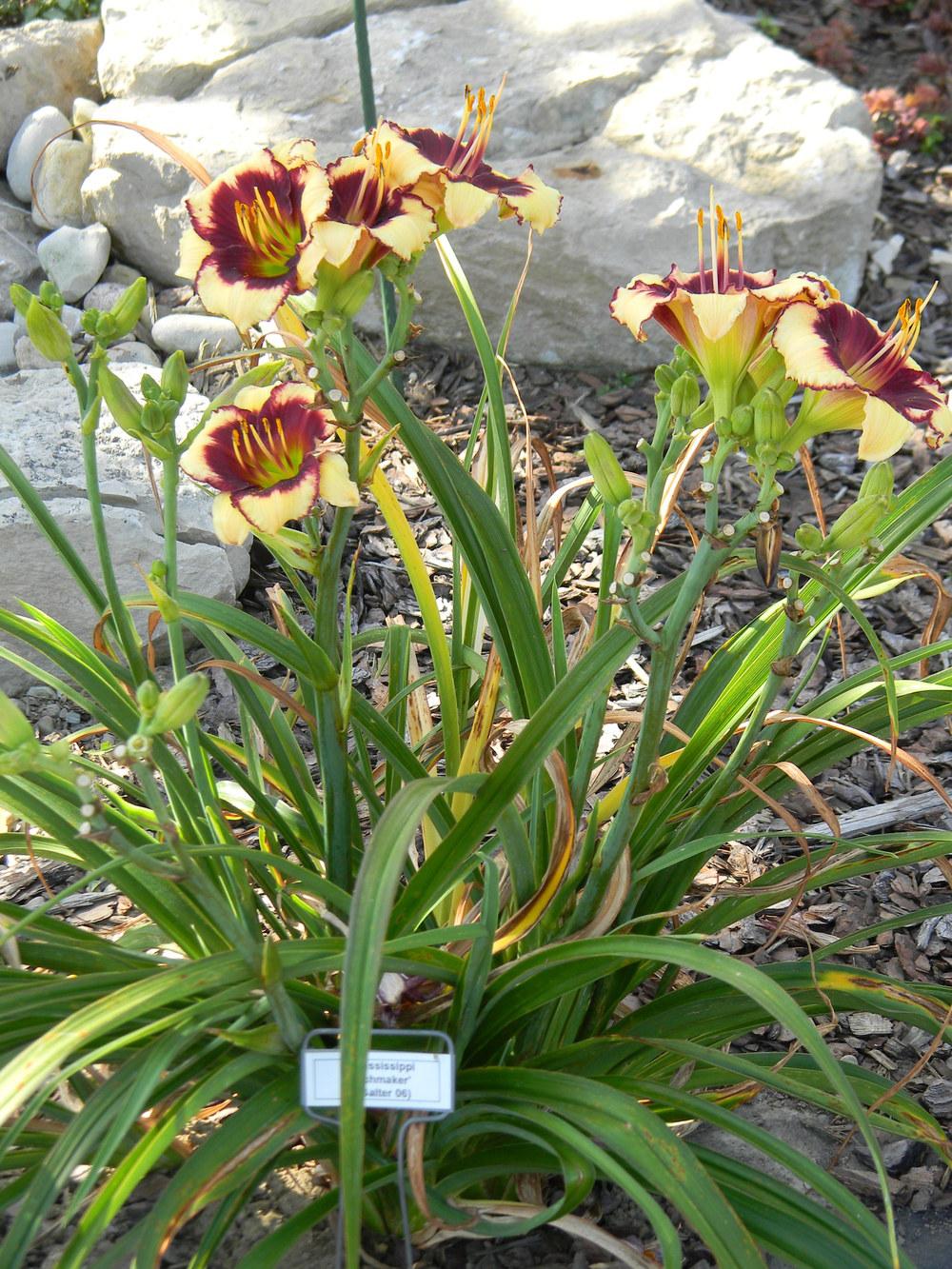 Daylily (Hemerocallis 'Mississippi Matchmaker') in the Daylilies ...