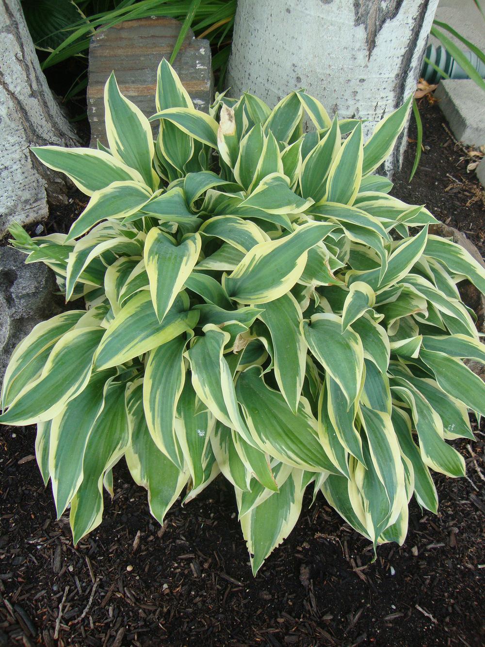 Photo of the entire plant of Hosta 'Wolverine' posted by Paul2032 ...