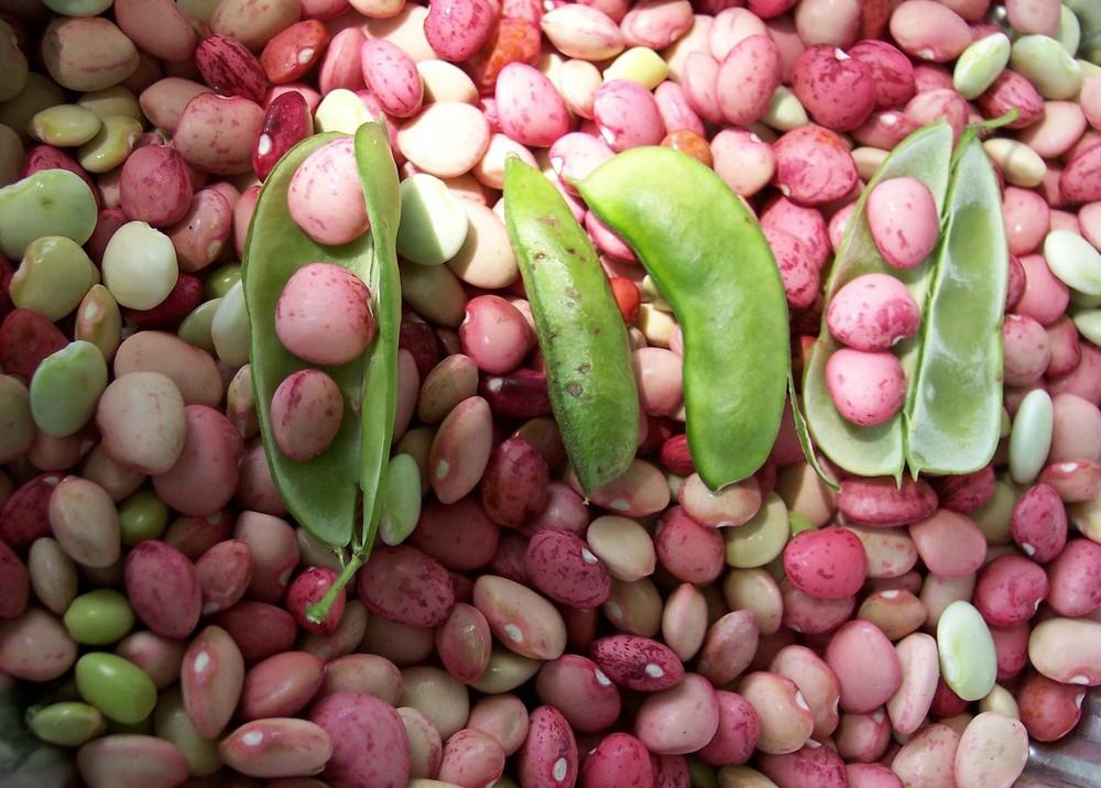 Photo of the fruit of Lima Bean (Phaseolus lunatus 'Dixie Speckled ...