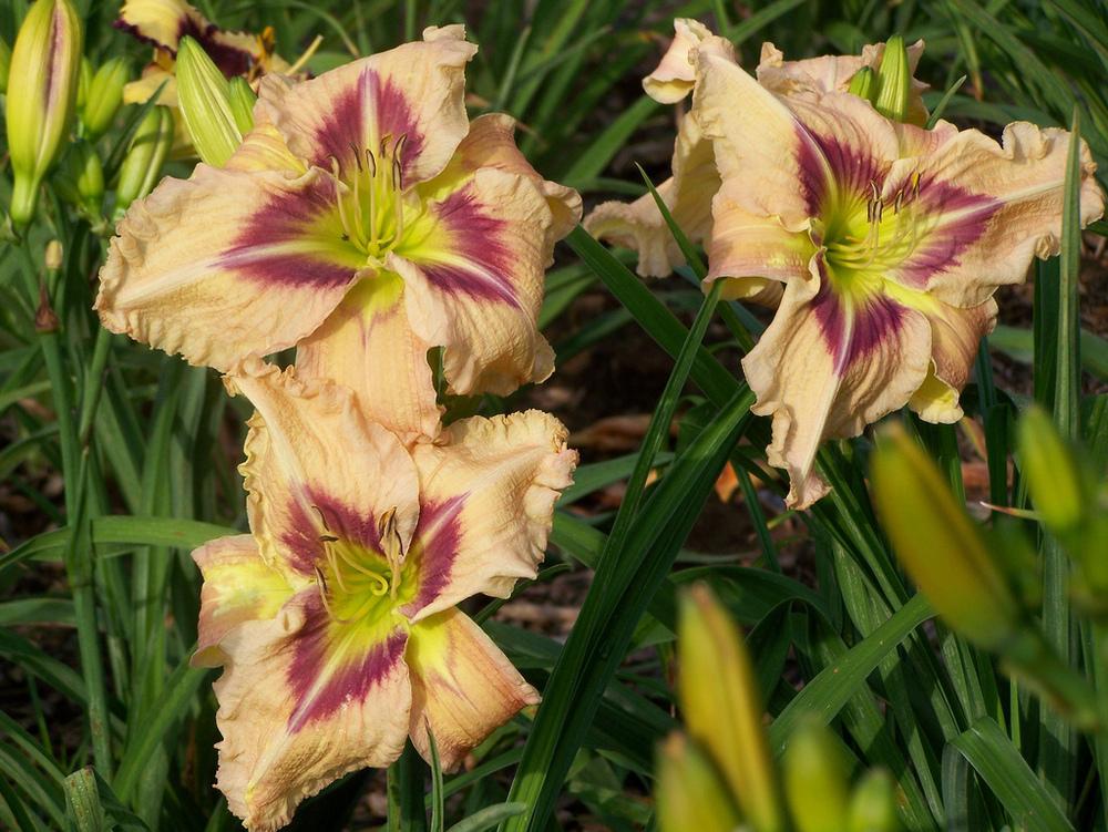 Daylily (Hemerocallis 'Grand Amazon') in the Daylilies Database ...