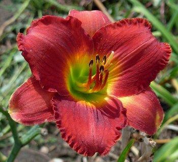 Photo of the bloom of Daylily (Hemerocallis 'Red Razzmatazz') posted by ...