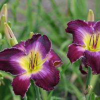 Photo of the bloom of Daylily (Hemerocallis 'Jamie Dockery') posted by ...