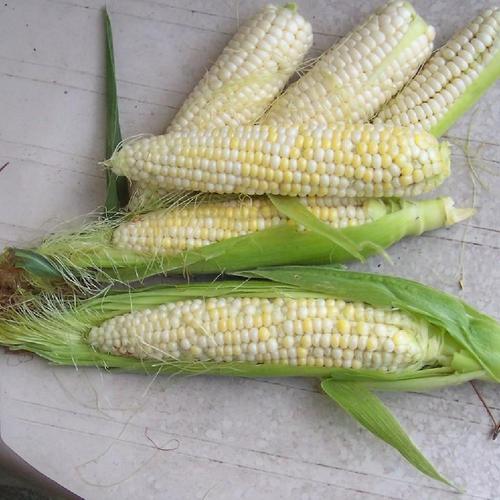 Sweet Corn (Zea mays subsp. mays 'Chubby Checkers') in the Corn ...