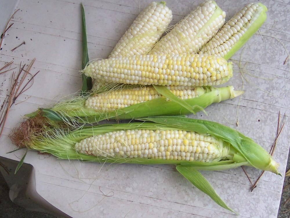 Sweet Corn (Zea mays subsp. mays 'Chubby Checkers') in the Corn ...