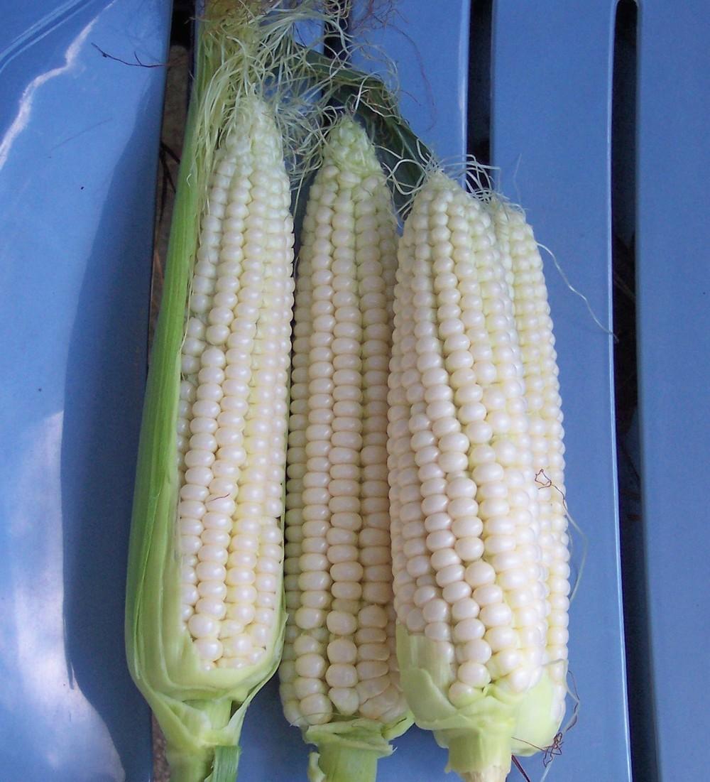 Sweet Corn (Se) (Zea mays subsp. mays 'Silver Knight') in the Corn ...