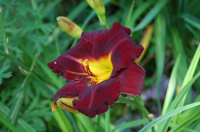 Photo of the bloom of Daylily (Hemerocallis 'Dominic') posted by ...