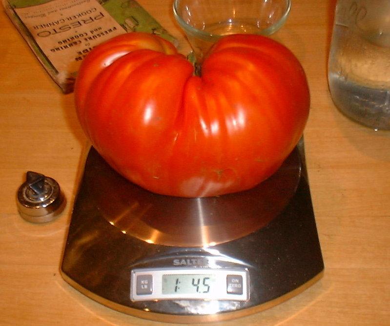 Tomato (Solanum lycopersicum 'Indiana Red') in the Tomatoes Database ...