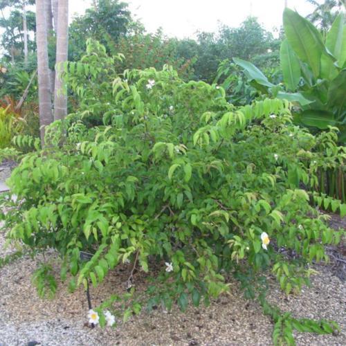 Fried Egg Tree (Oncoba spinosa) - Garden.org