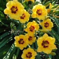 Daylily (Hemerocallis 'Siloam June Bug') in the Daylilies Database ...
