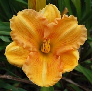 Daylily (Hemerocallis 'Sierra Bandit') in the Daylilies Database ...