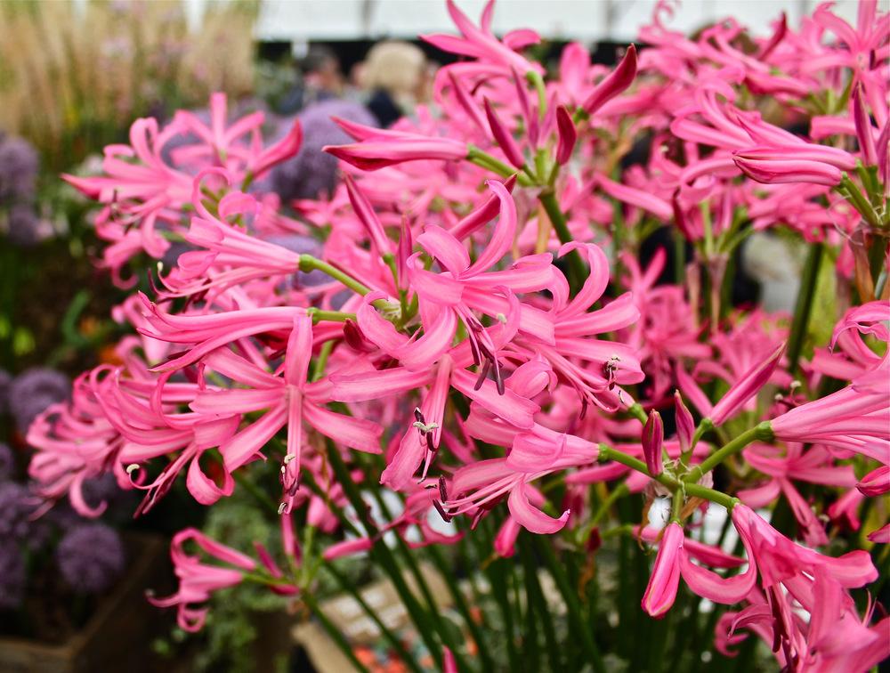 Cape Lilies: Plant Care and Collection of Varieties - Garden.org