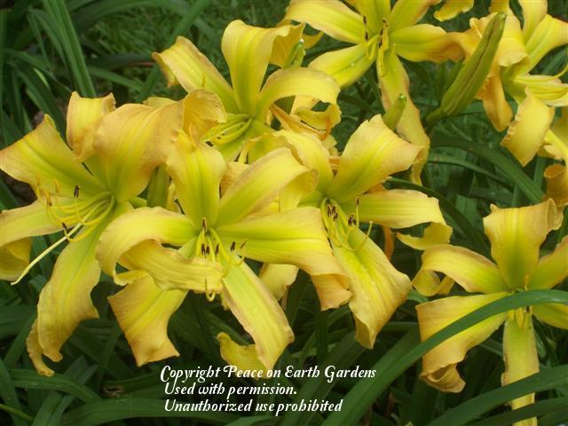 Daylily (Hemerocallis 'Green Frolic') in the Daylilies Database ...