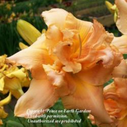 Daylily (Hemerocallis 'Jackson Carter') in the Daylilies Database - Garden.org