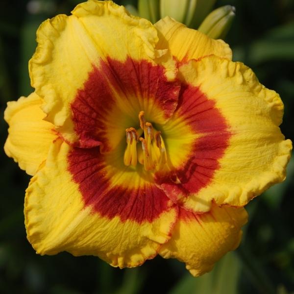 Photo of the bloom of Daylily (Hemerocallis 'Apollo's Fire') posted by ...