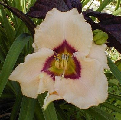 Photo of the bloom of Daylily (Hemerocallis 'Octavian Exotic Marble ...