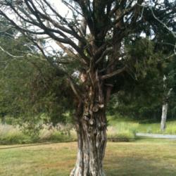 Legends, Old Cedar Trees and Children - Garden.org