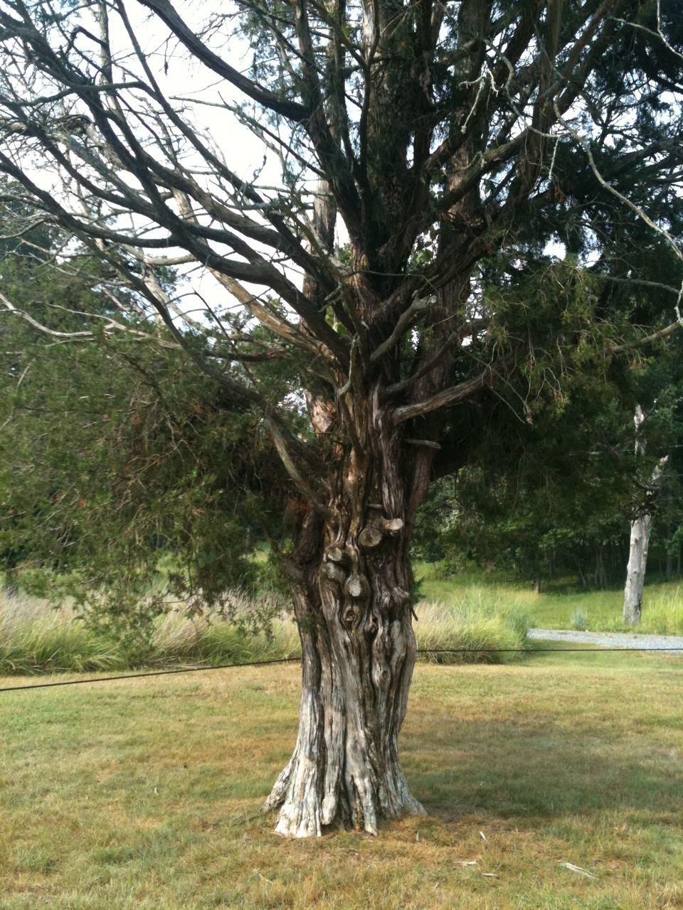 Legends, Old Cedar Trees and Children - Garden.org