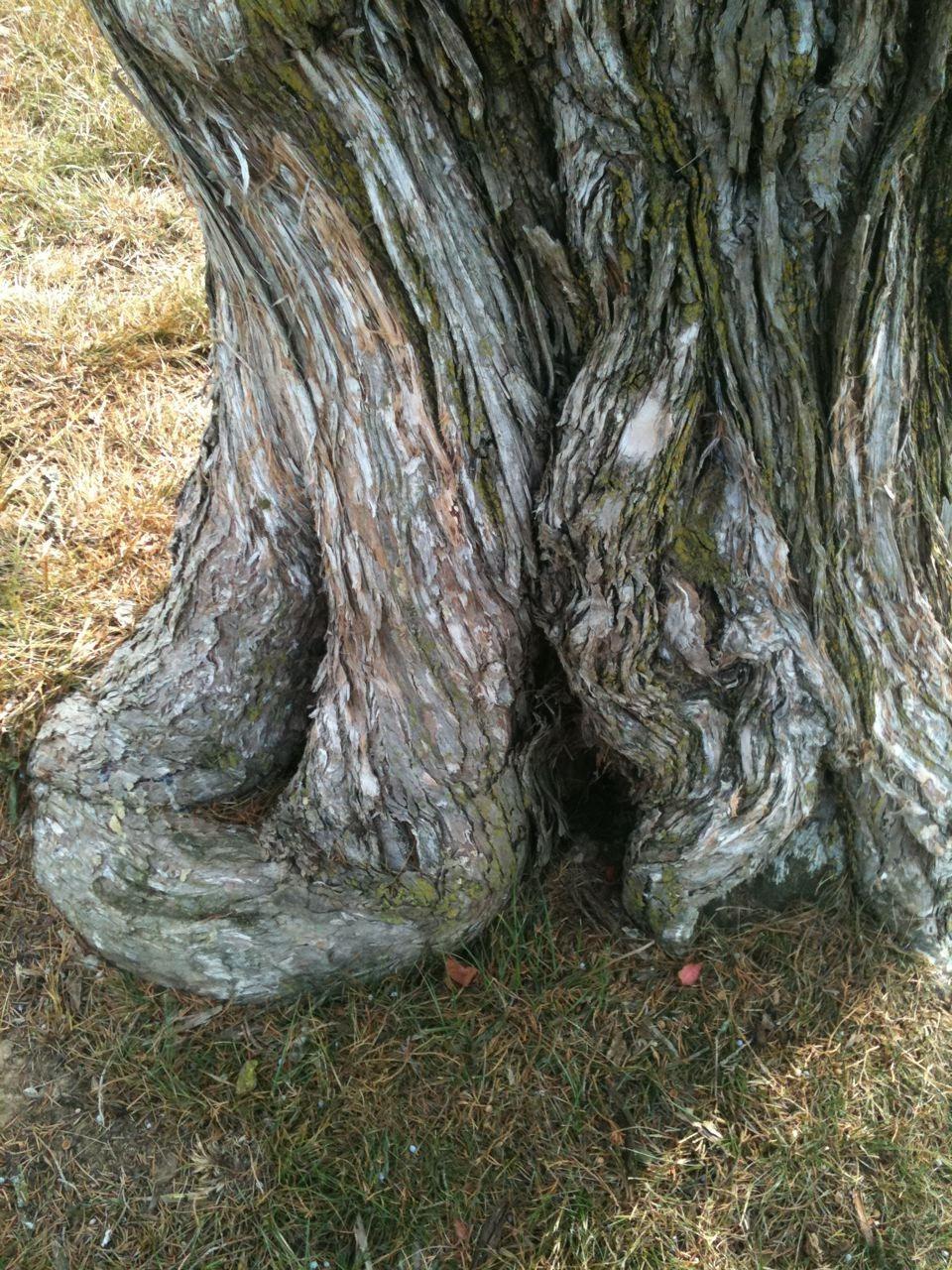 Legends, Old Cedar Trees and Children - Garden.org