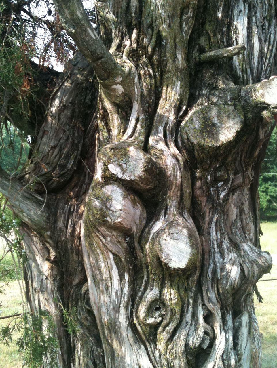 Legends, Old Cedar Trees and Children - Garden.org