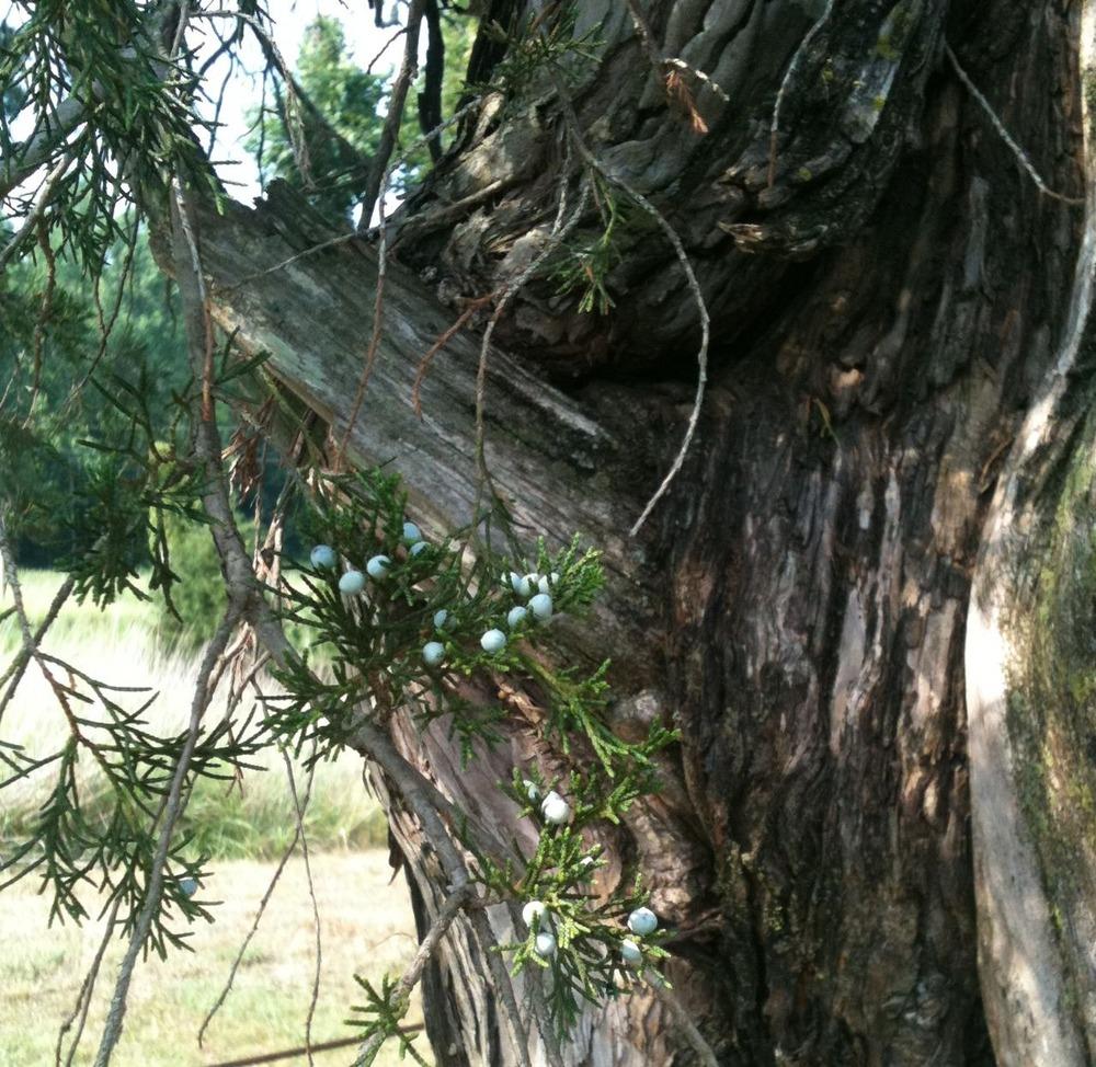 Legends, Old Cedar Trees and Children - Garden.org