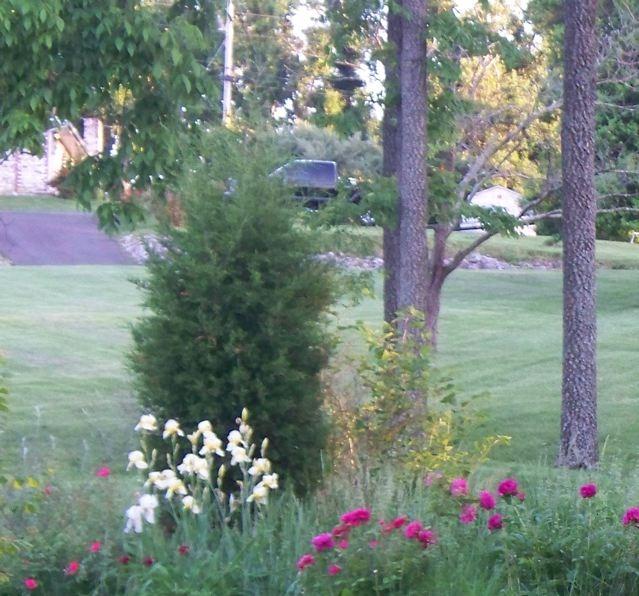 Legends, Old Cedar Trees and Children - Garden.org