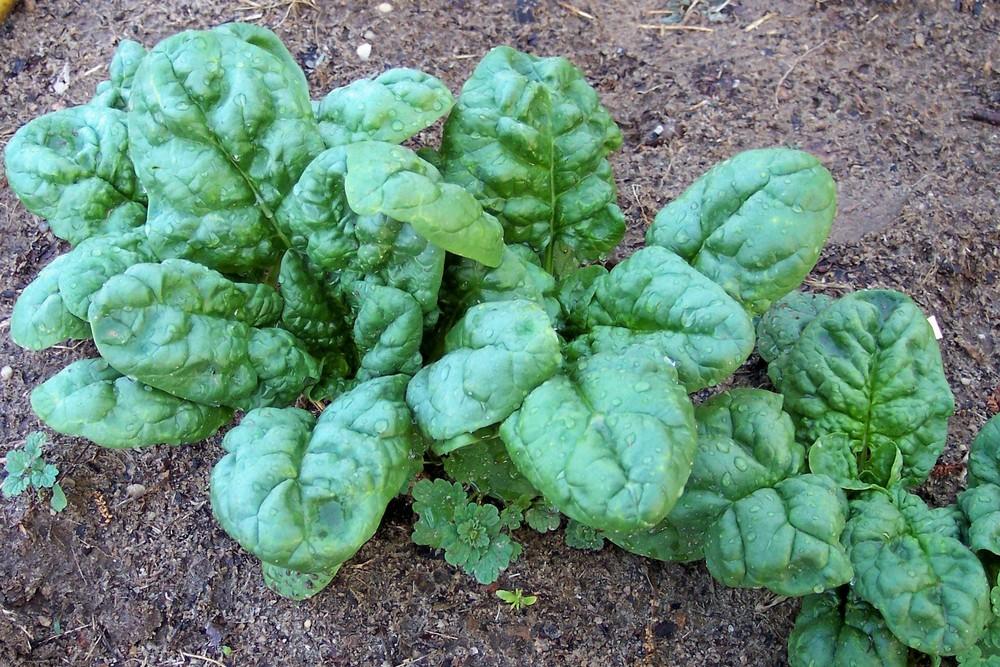 Spinaches: Plant Care and Collection of Varieties - Garden.org