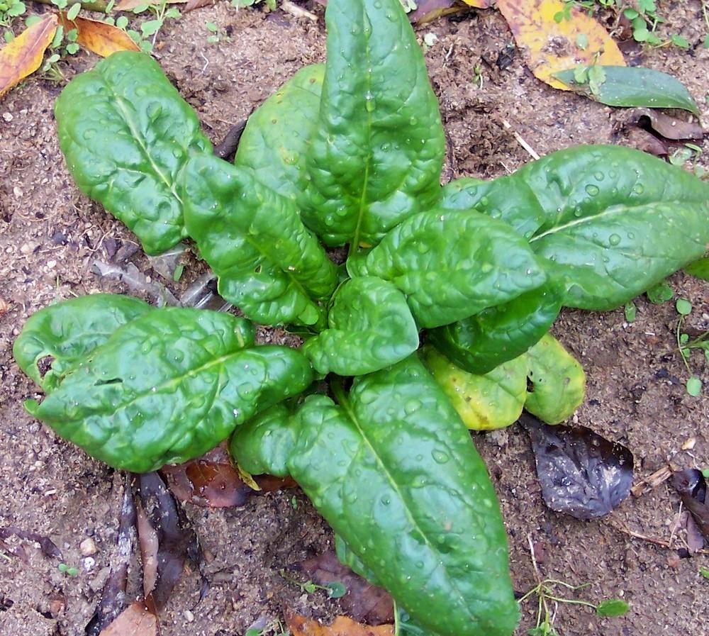 Spinach (Spinacia oleracea 'Bloomsdale') in the Spinaches Database ...