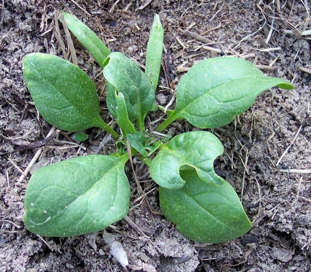 Spinach (Spinacia oleracea 'Hellcat') in the Spinaches Database ...