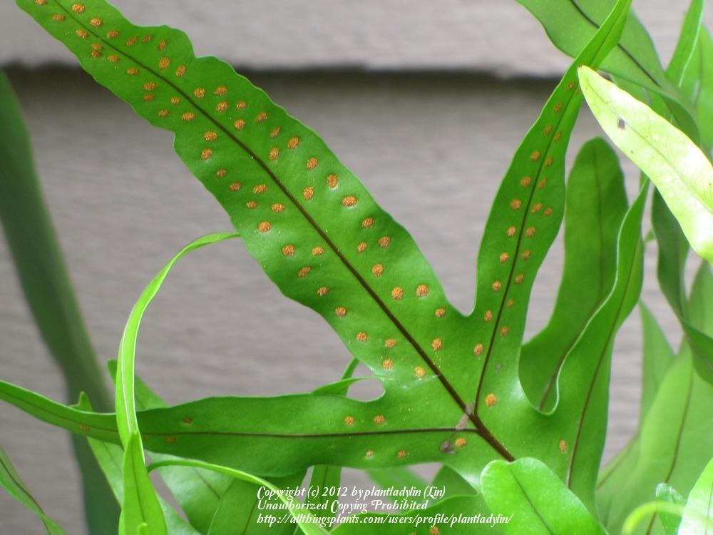 Photo of the leaves of Kangaroo Paw Fern (Lecanopteris pustulata subsp ...