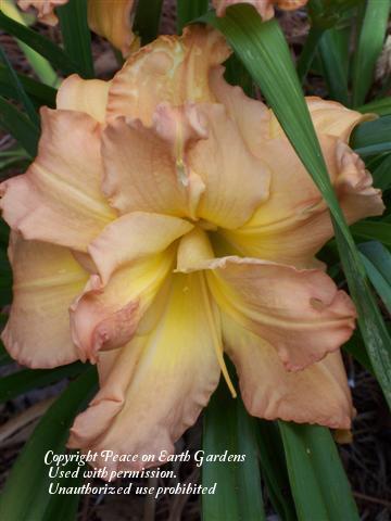 Daylily (Hemerocallis 'Angelic Grin') in the Daylilies Database ...