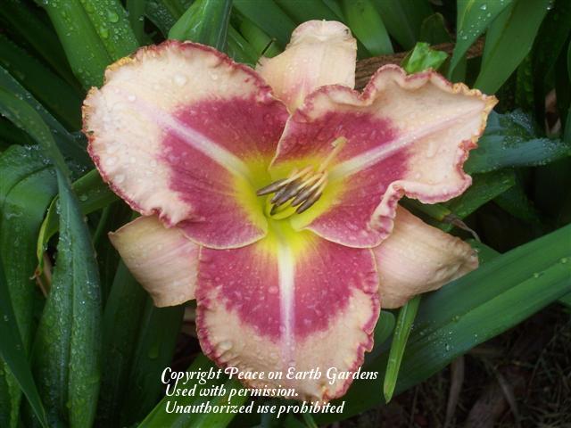 Daylily (Hemerocallis 'Betty Ruth Gandy') in the Daylilies Database ...